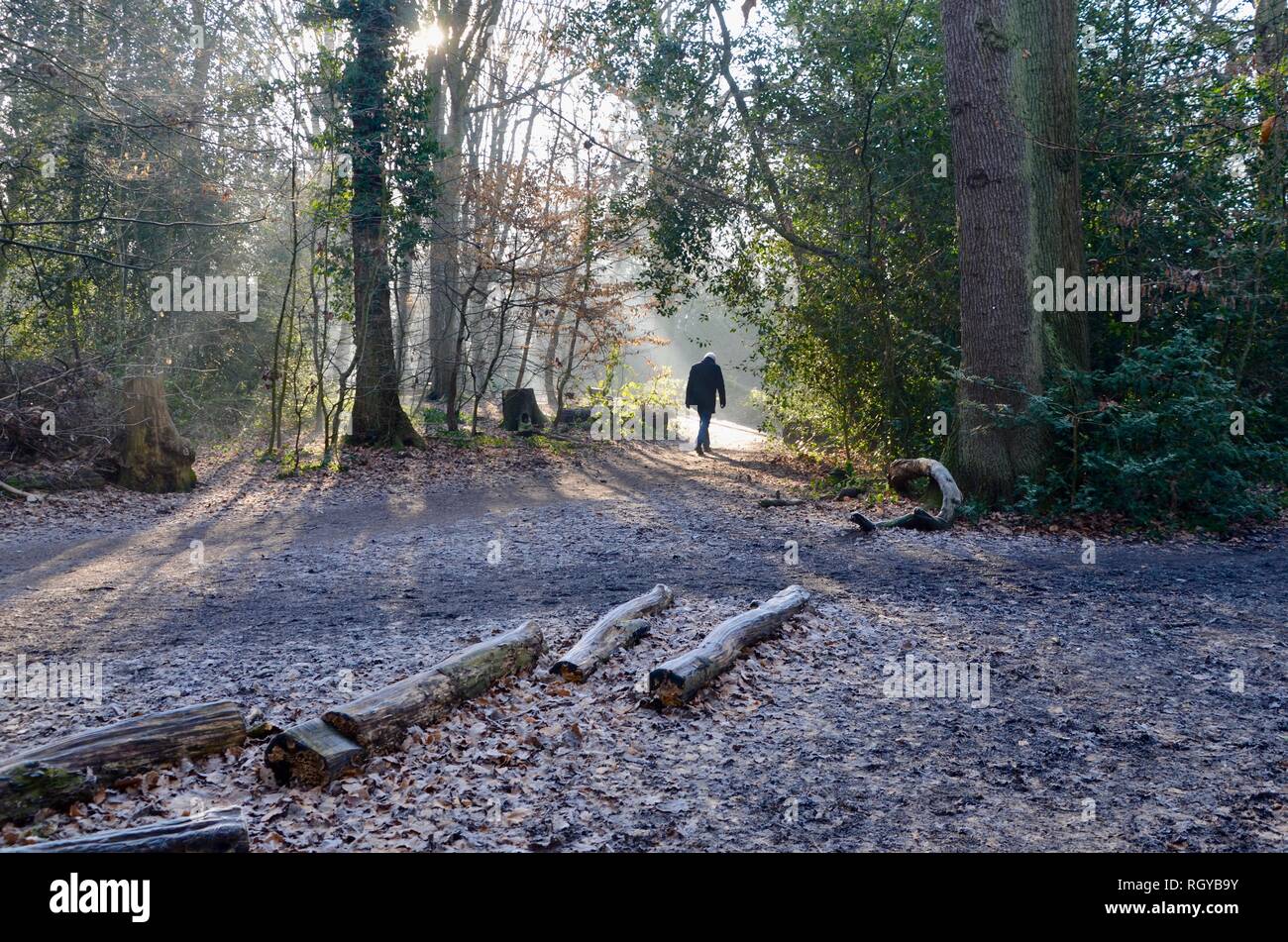 a lone man walks a path in highgate woods north london in winter UK ...