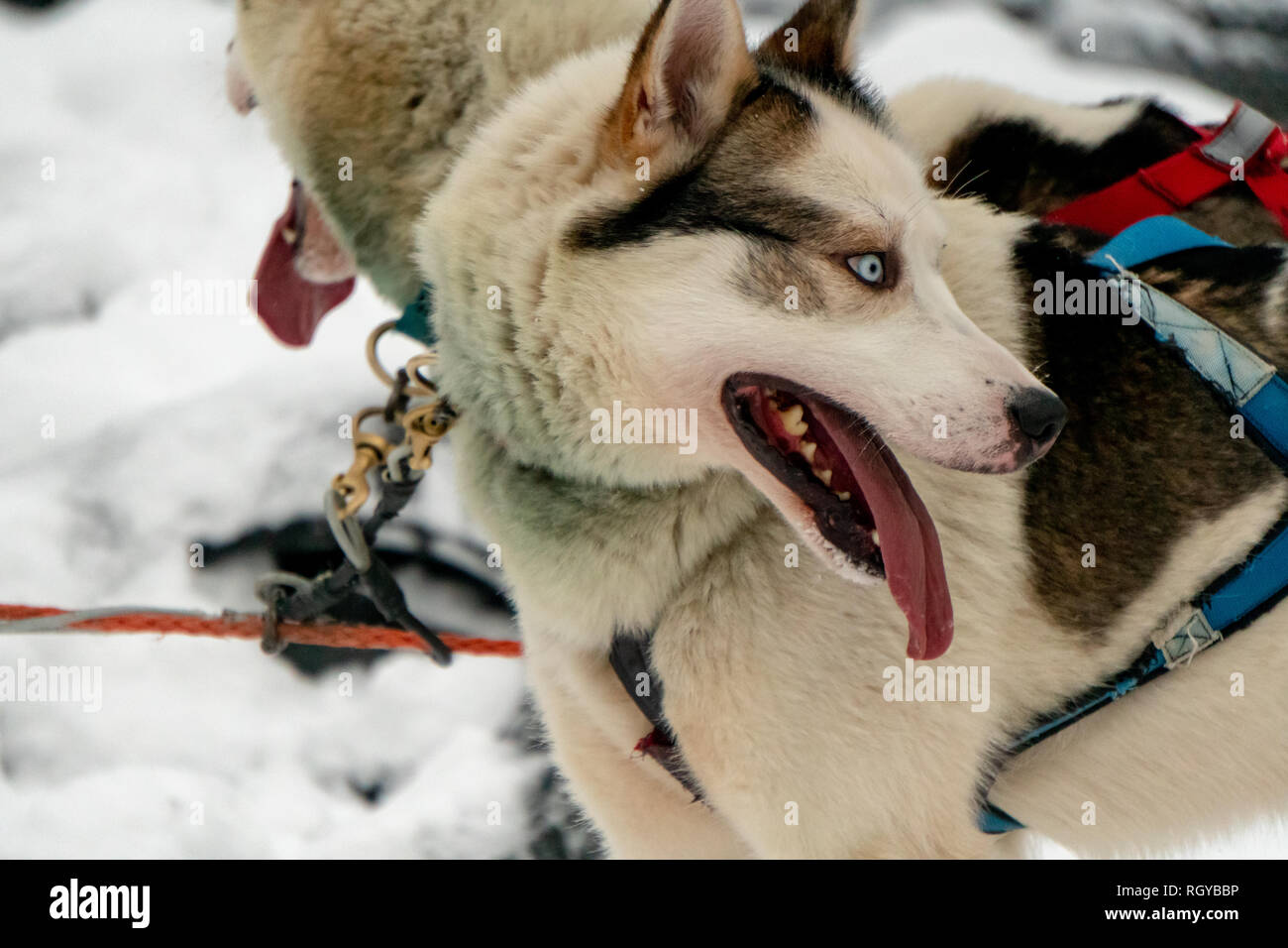 Sled dogs (Husky or Malamute) in harness ready to carry its passenger ...
