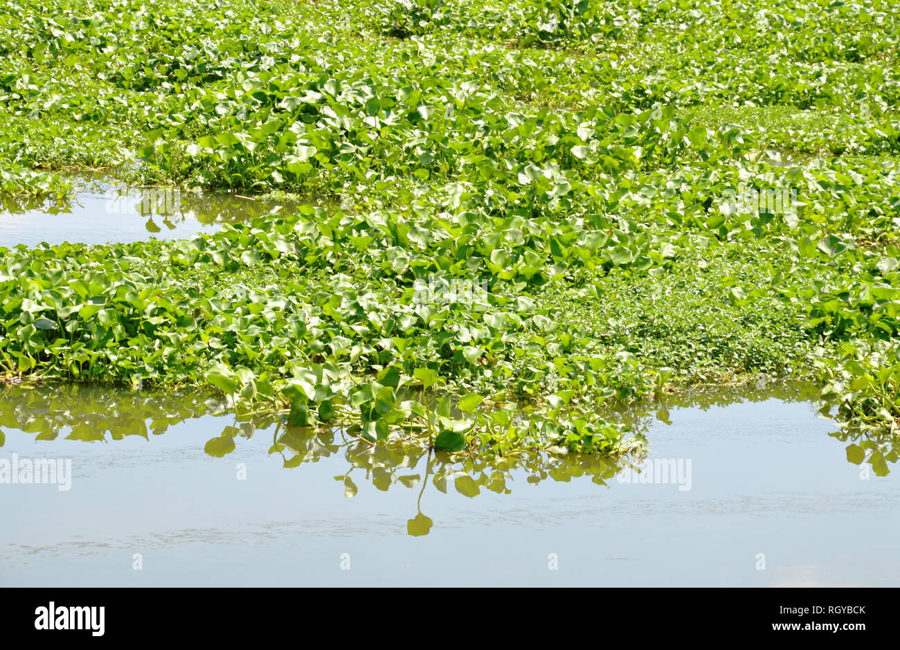 water hyacinth floating full on the canal Stock Photo - Alamy