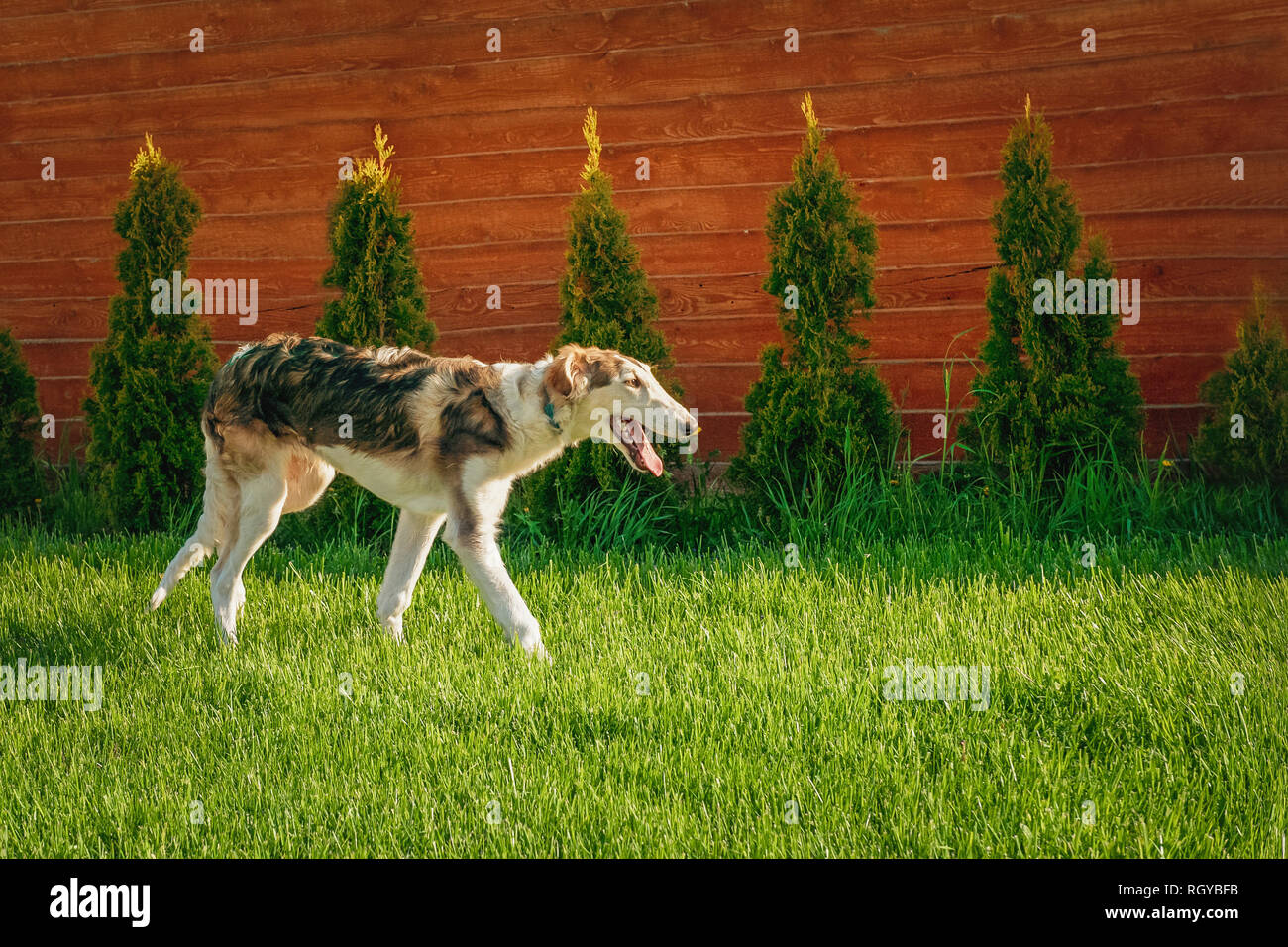 Russian greyhound hi-res stock photography and images - Alamy