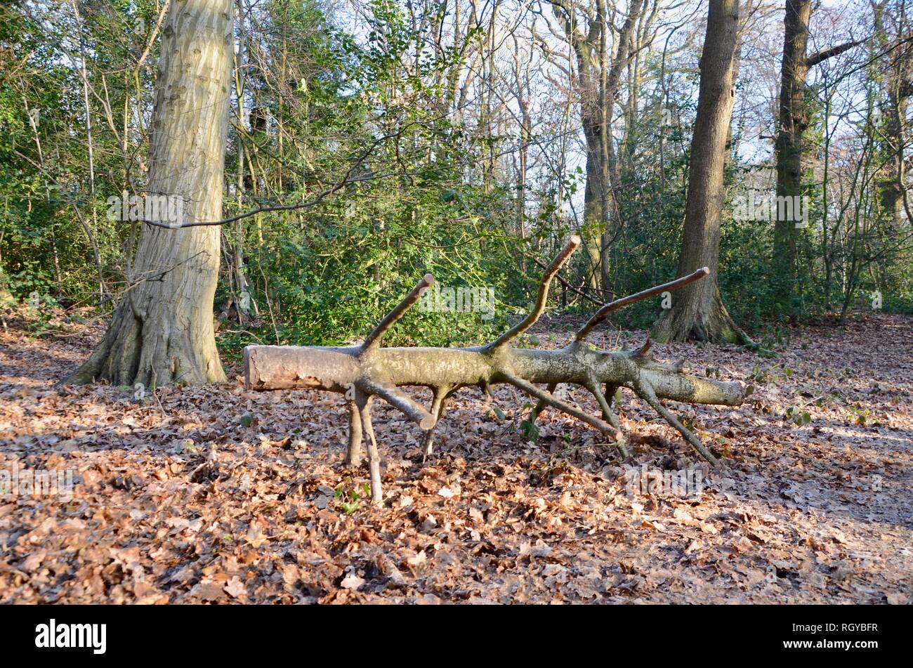 Odd shaped tree trunk hi-res stock photography and images - Alamy