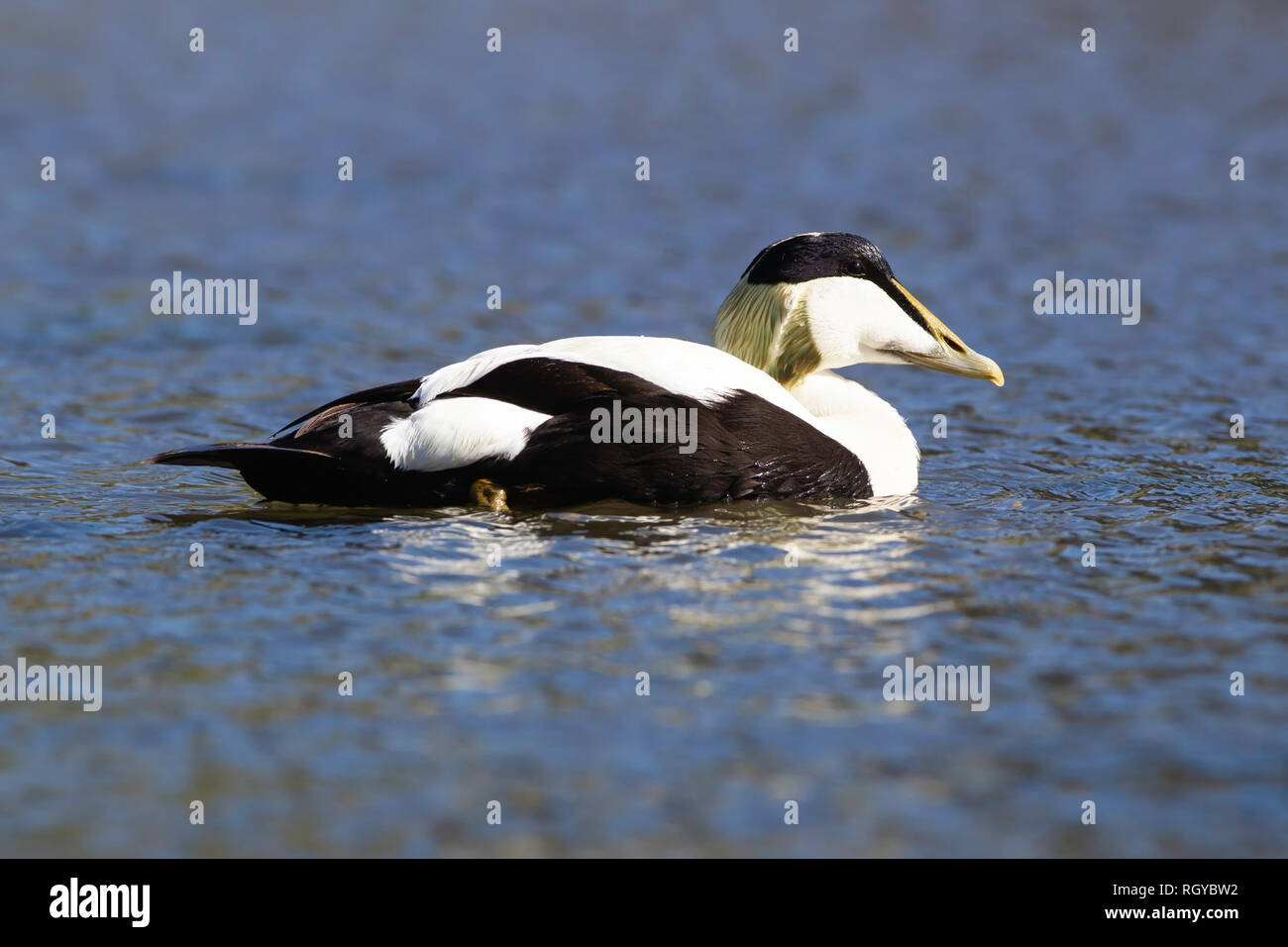 Eider drake on water Stock Photo - Alamy