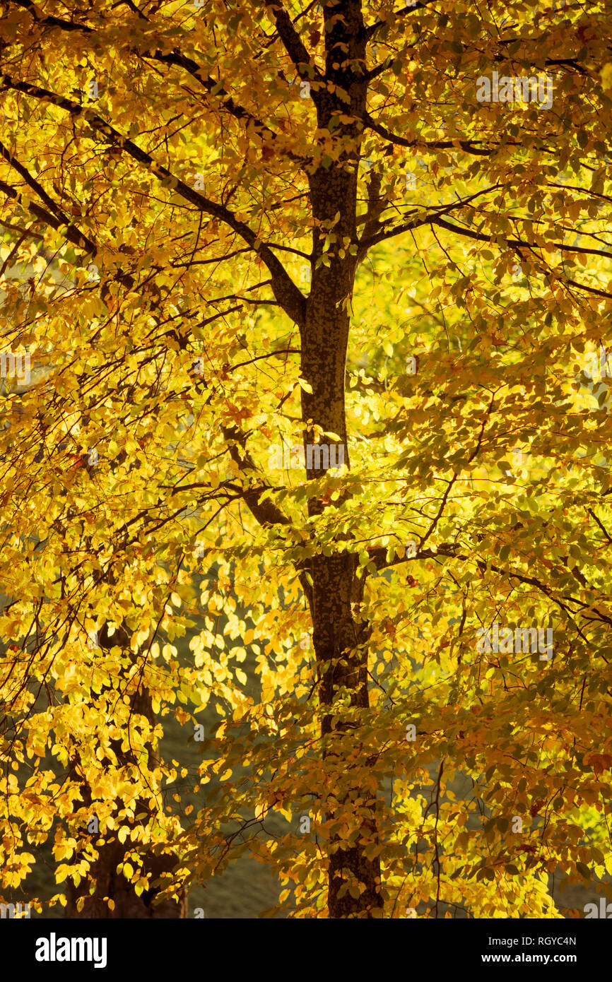 Golden fall colors hi-res stock photography and images - Alamy