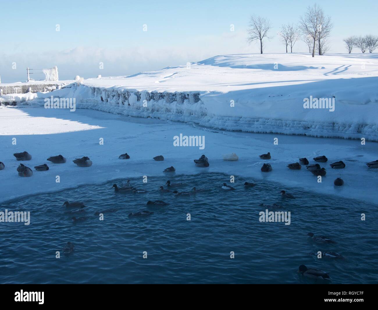 Frozen Lake Michigan covered in snow during the polar vortex and geese ...