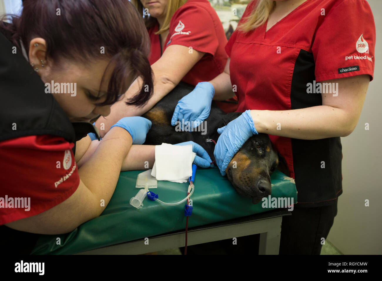 Staff from Pet Blood Bank, taking blood from Roxy the Doberman, at a ...