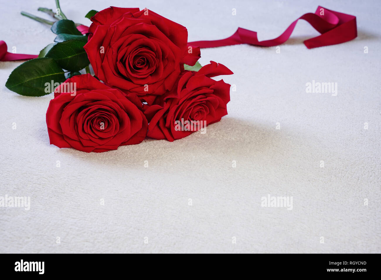 Beautiful Colombian red roses in full bloom in white background ...