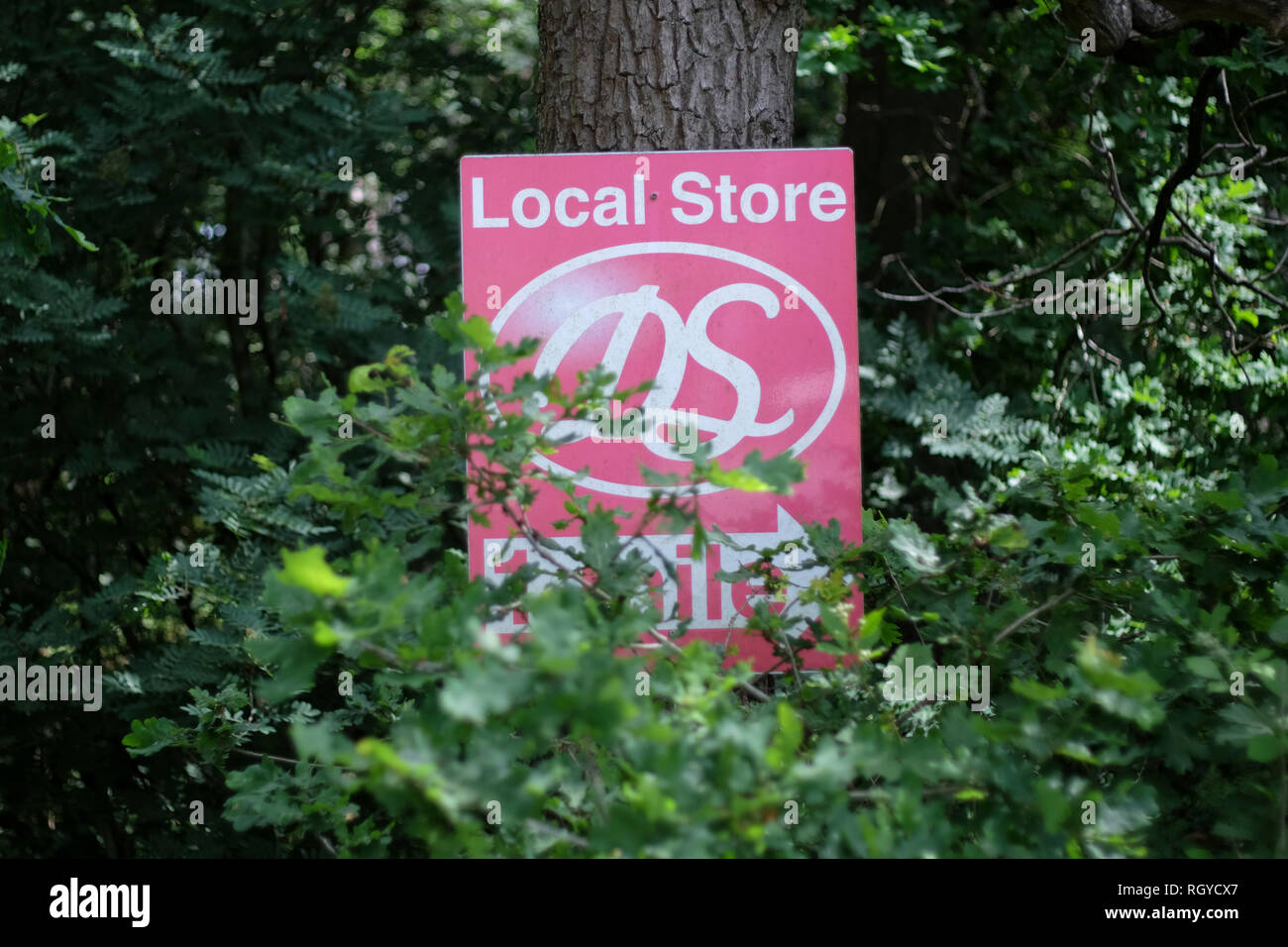 Local forest hi-res stock photography and images - Alamy