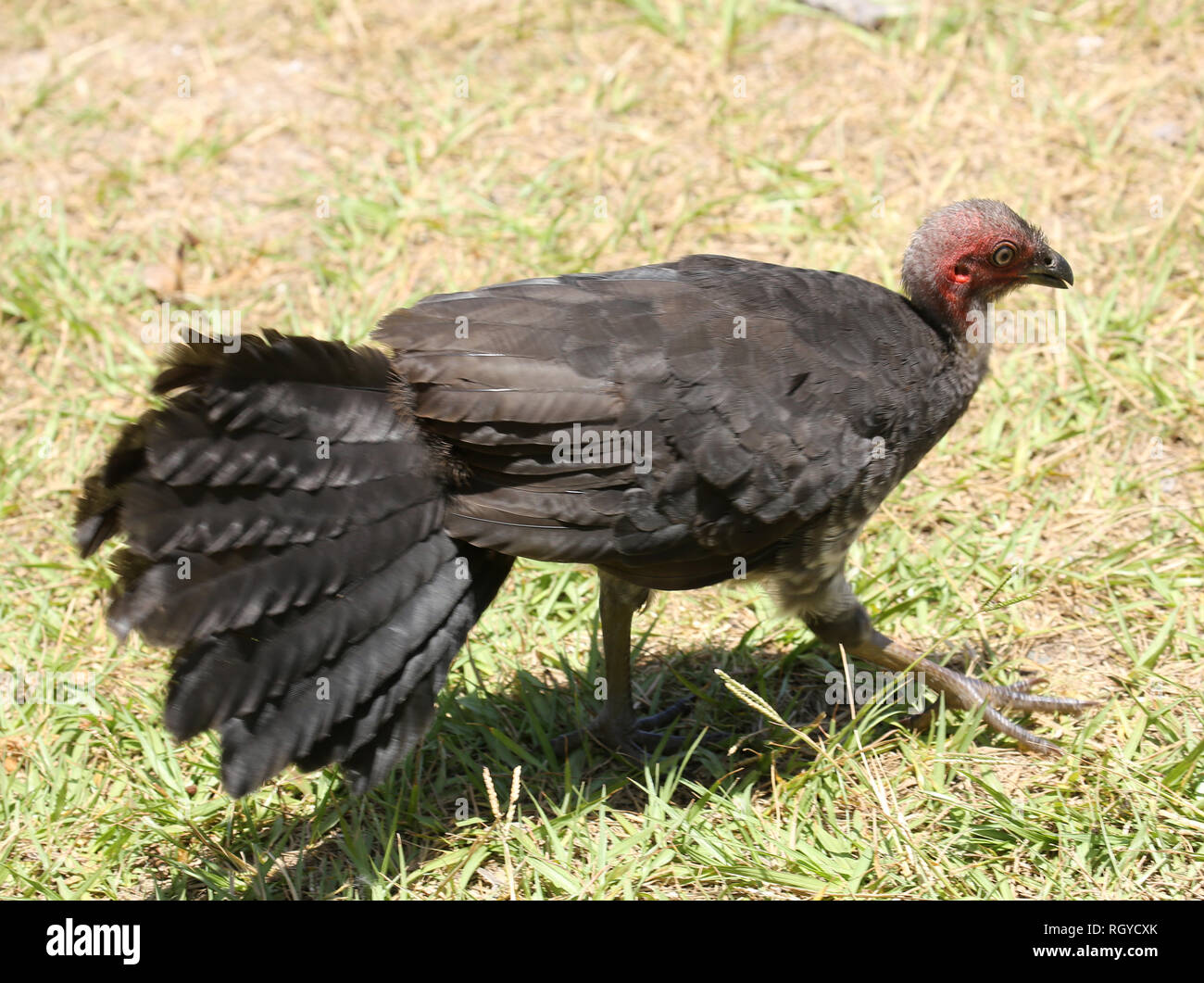 Scrub turkey hi-res stock photography and images - Alamy