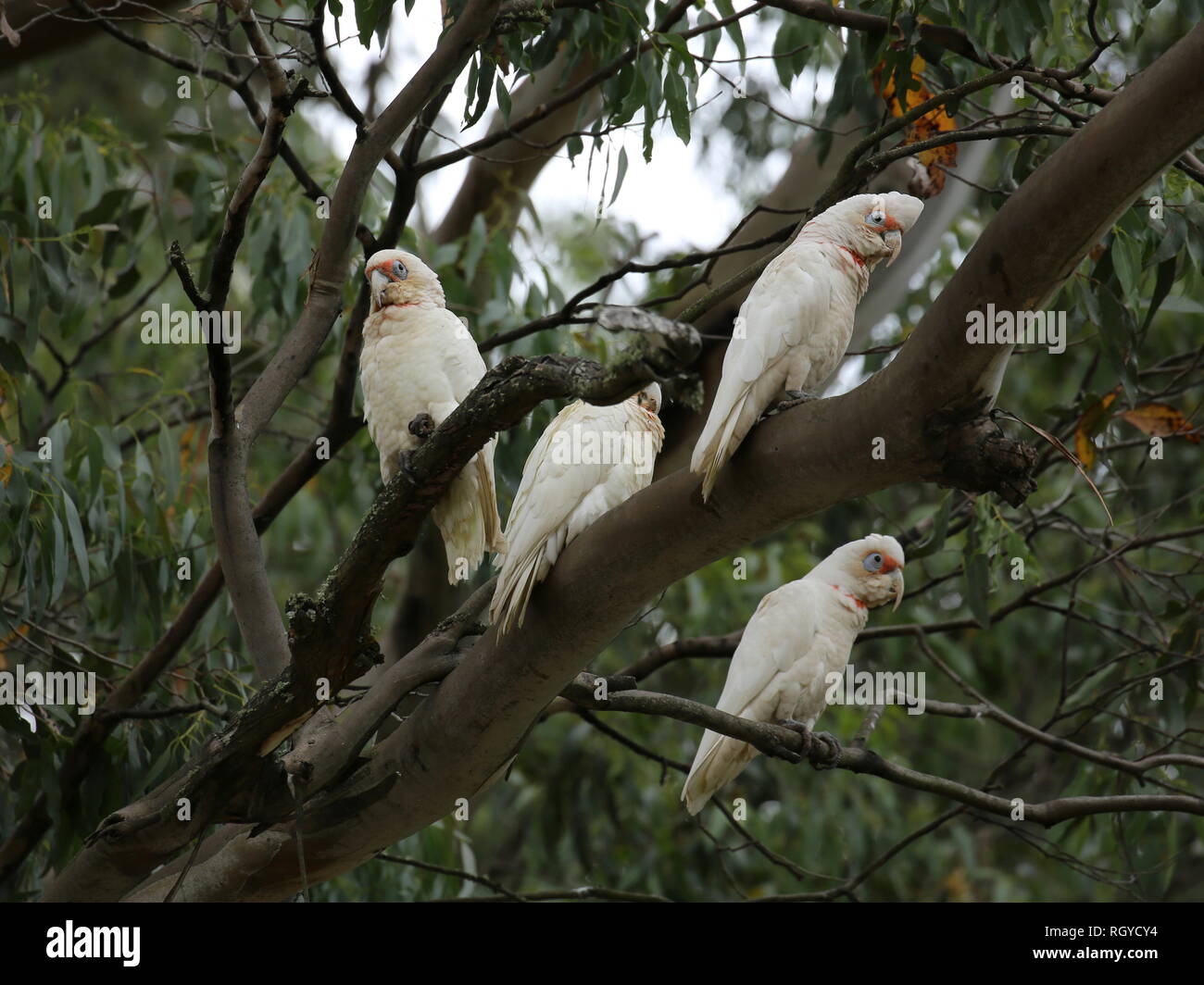 Australian parakeets hi-res stock photography and images - Alamy