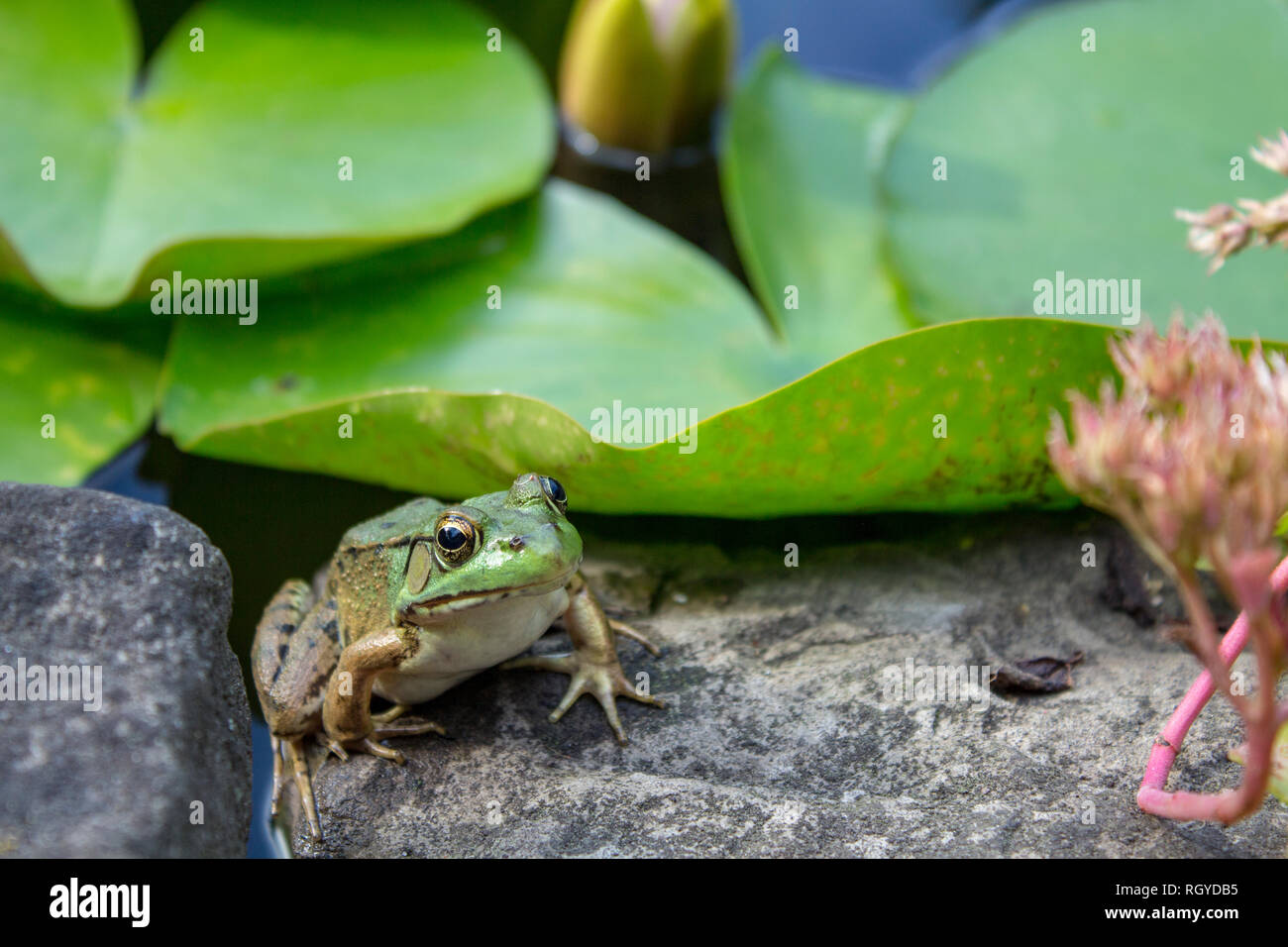 Frog on a Lily Pad Stock Photo - Alamy