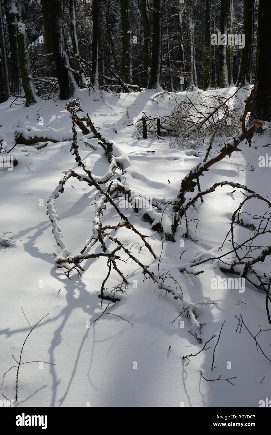 Ast im Schnee, Fichtenwald, Hochtaunus, Taunus, Hessen, Deutschland ...