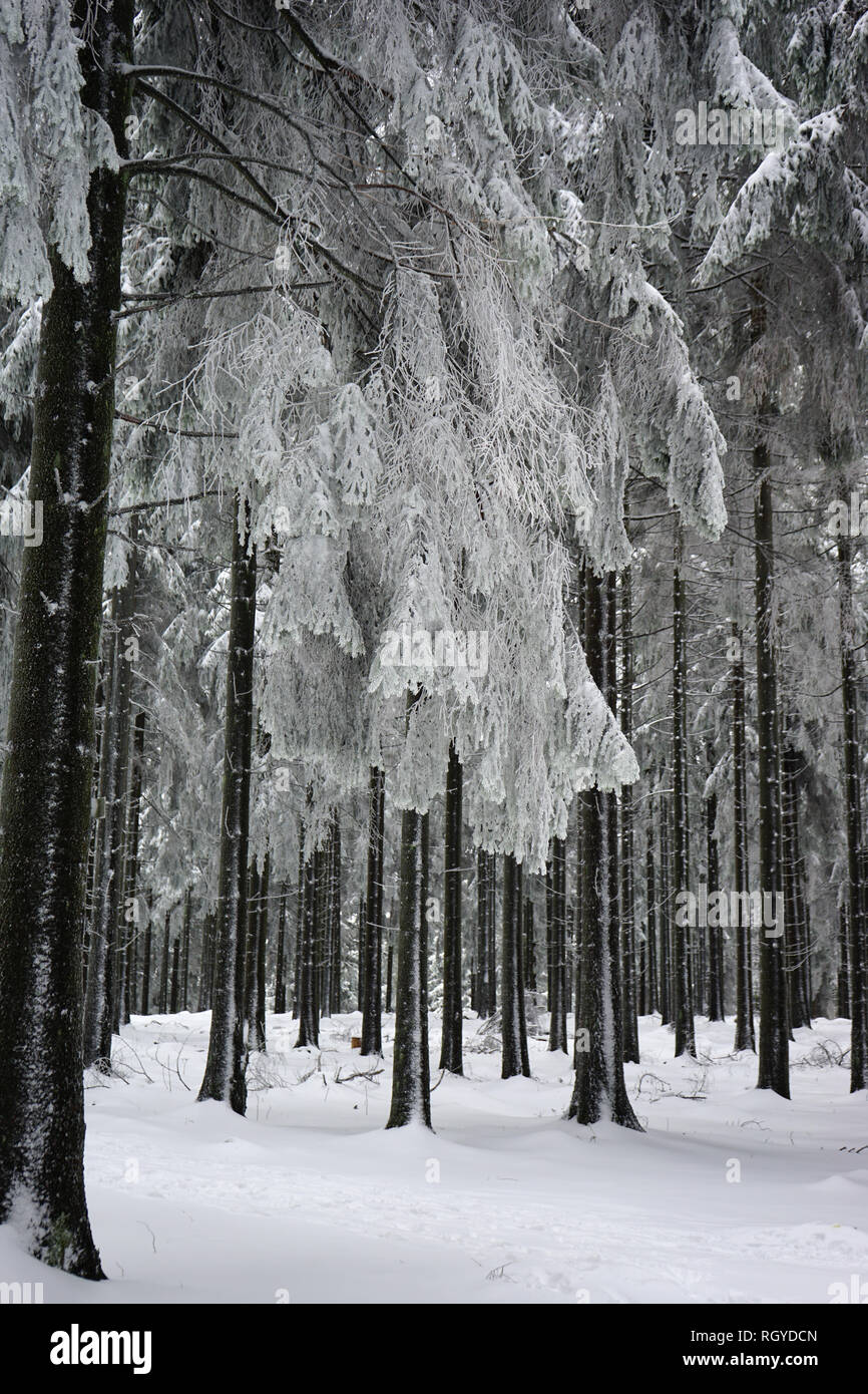 Fichten forst hi-res stock photography and images - Alamy