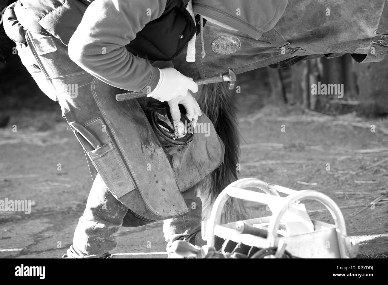 A good example of a rural occupation, a farrier at work shoding a horse ...