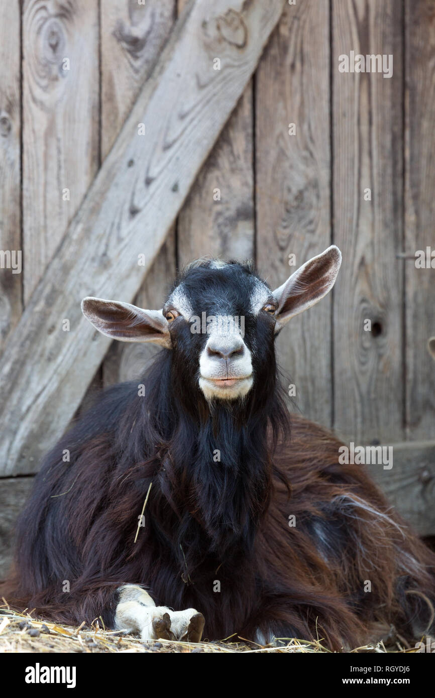 Smart goat hi-res stock photography and images - Alamy