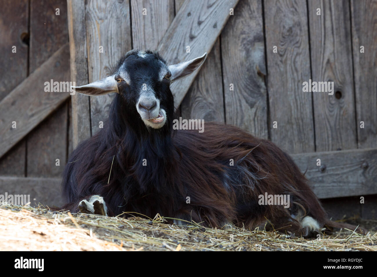 Smiling goat hi-res stock photography and images - Alamy