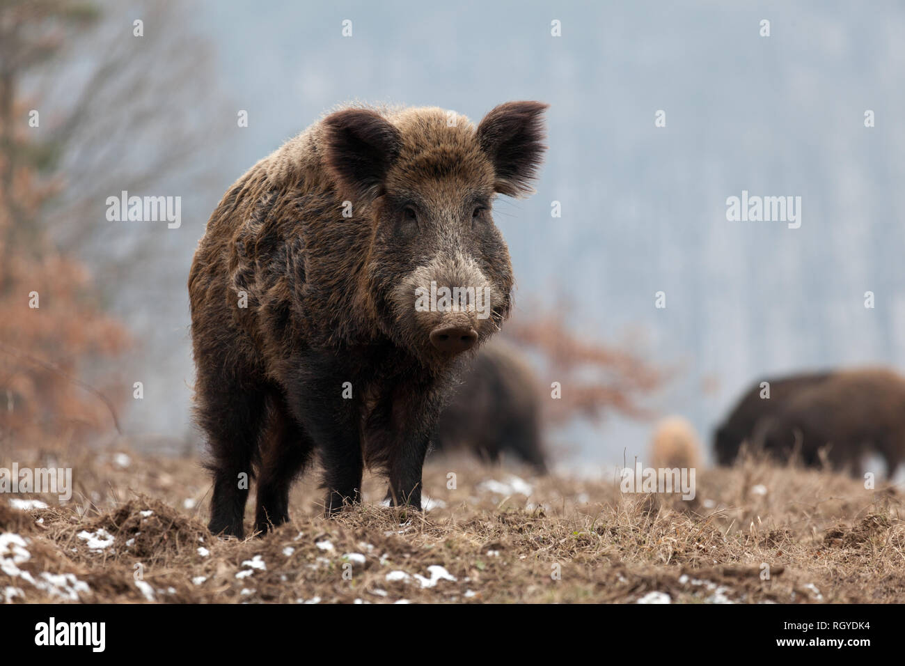 Boar hunting hi-res stock photography and images - Alamy