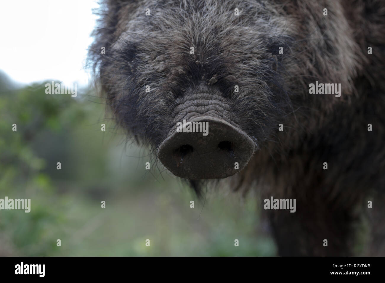 Wild boar in forest Stock Photo - Alamy