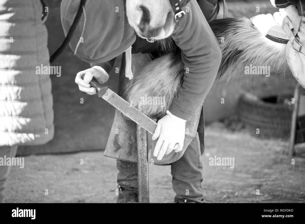A good example of a rural occupation, a farrier at work shoding a horse ...