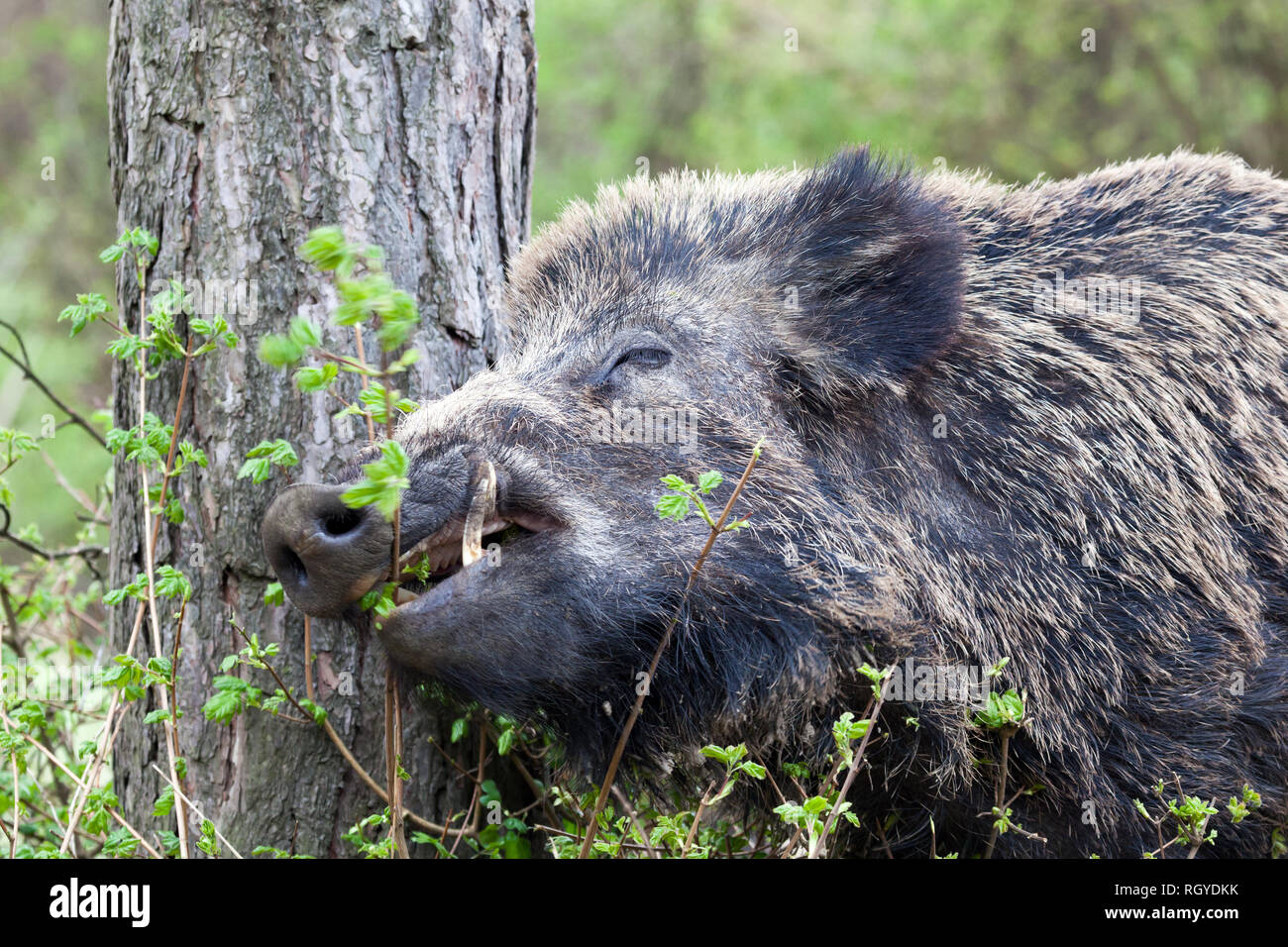 Wild boar in forest Stock Photo - Alamy