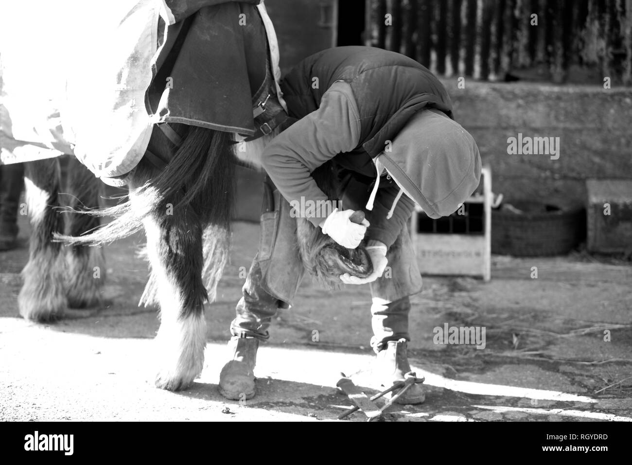 A good example of a rural occupation, a farrier at work shoding a horse ...