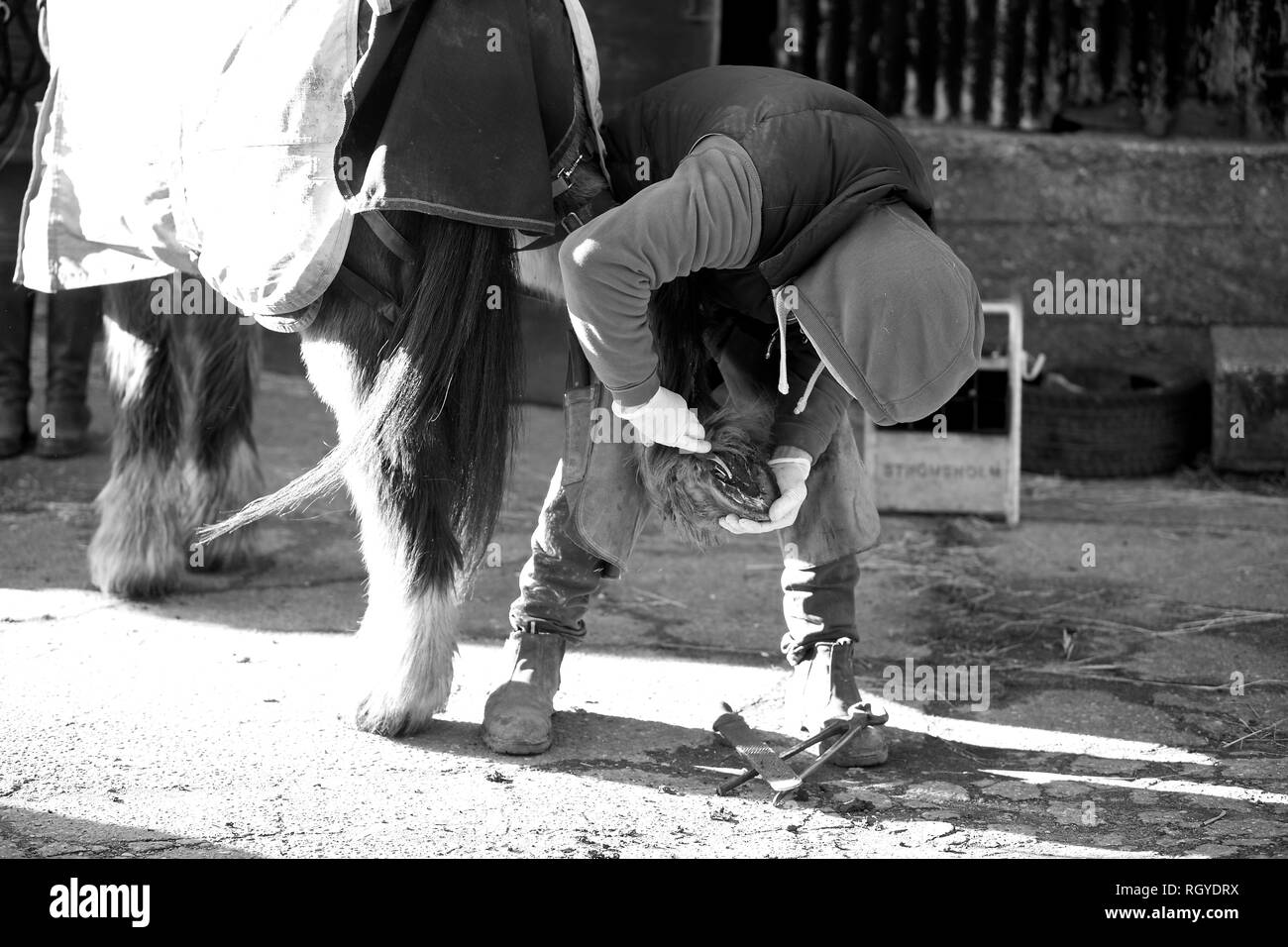 A good example of a rural occupation, a farrier at work shoding a horse ...