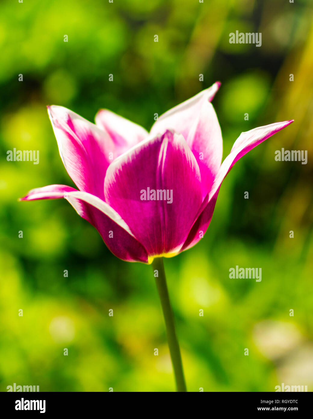 Bold pink and green background hi-res stock photography and images - Alamy