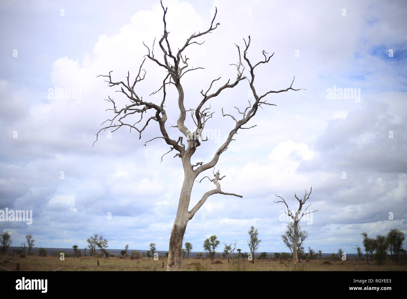 Dead tree in front of cloudy sky hi-res stock photography and images ...