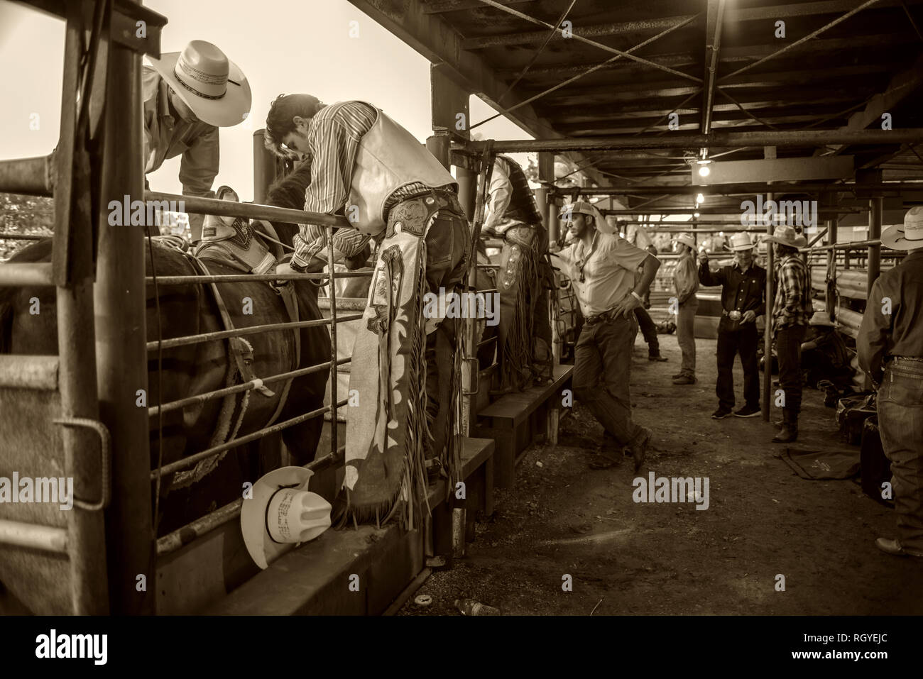 Texas rodeo cowboys Stock Photo - Alamy
