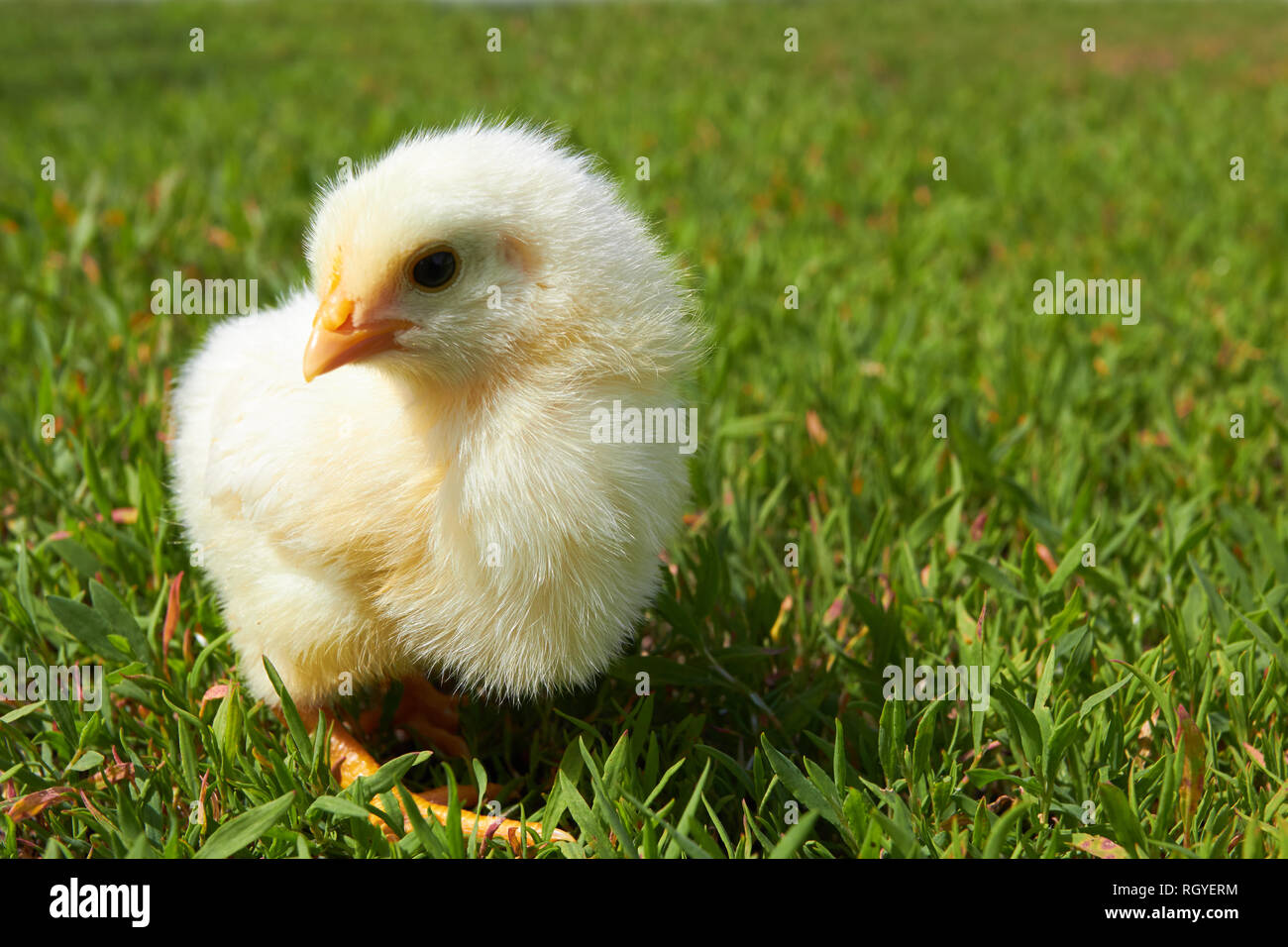 Beautiful chicken garden hi-res stock photography and images - Alamy