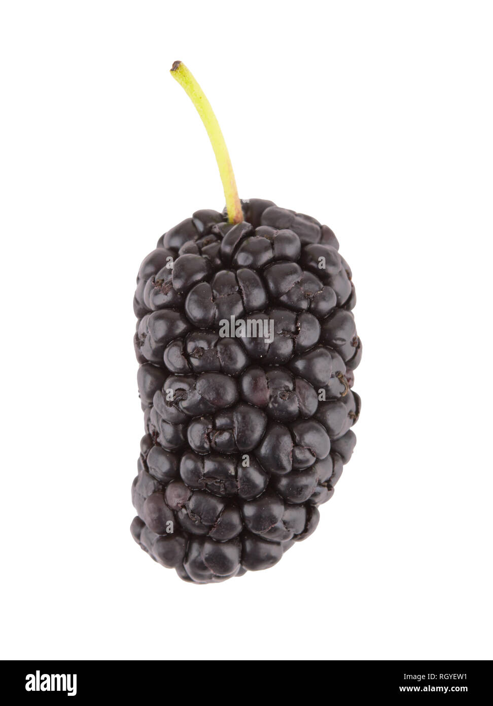 Black mulberry isolated on a white background Stock Photo - Alamy