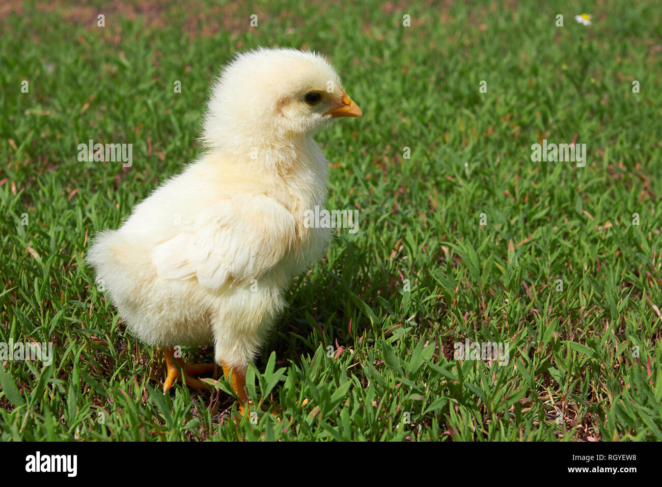 Beautiful chicken garden hi-res stock photography and images - Alamy
