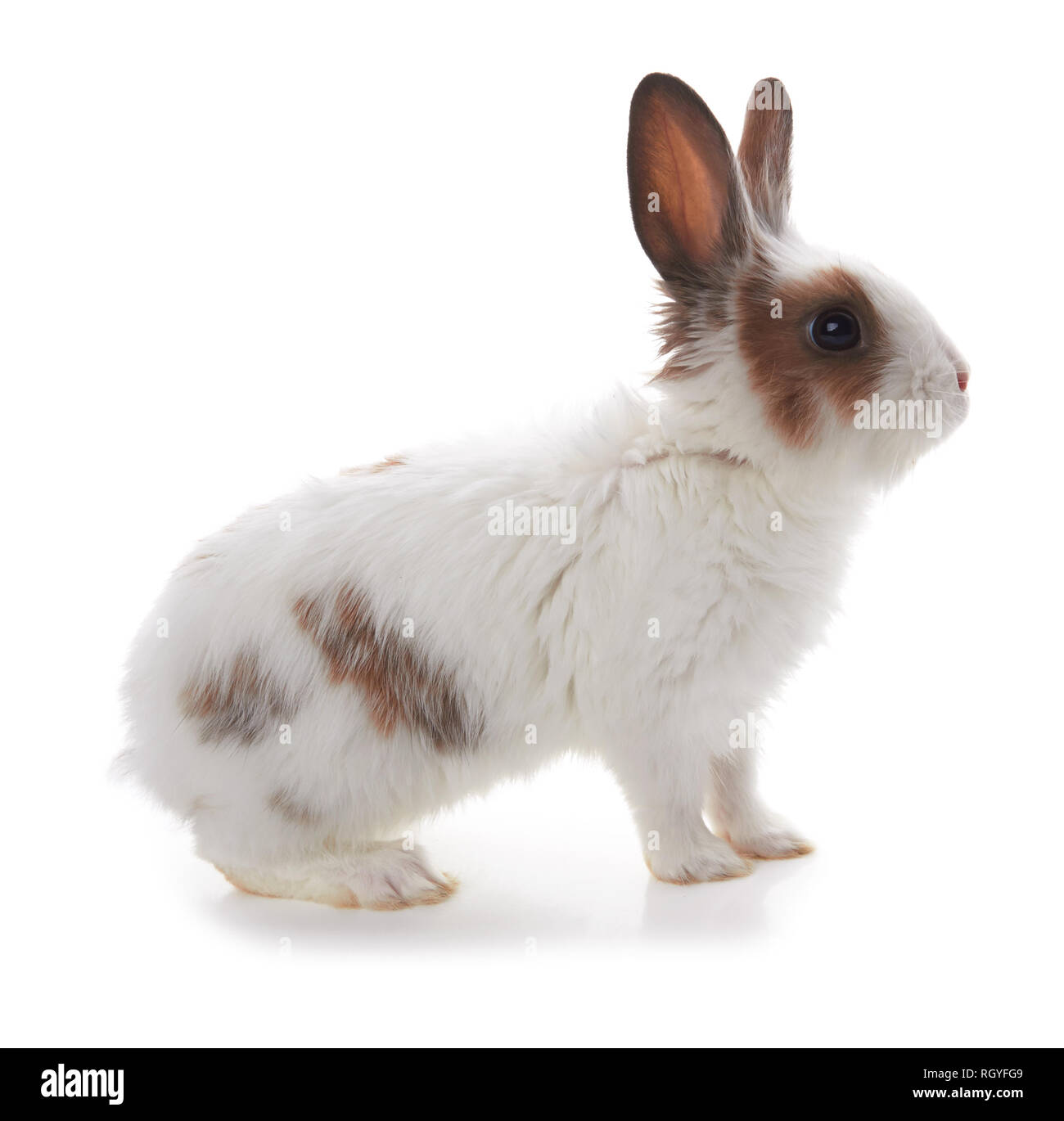 Little rabbit isolated on a white background Stock Photo - Alamy