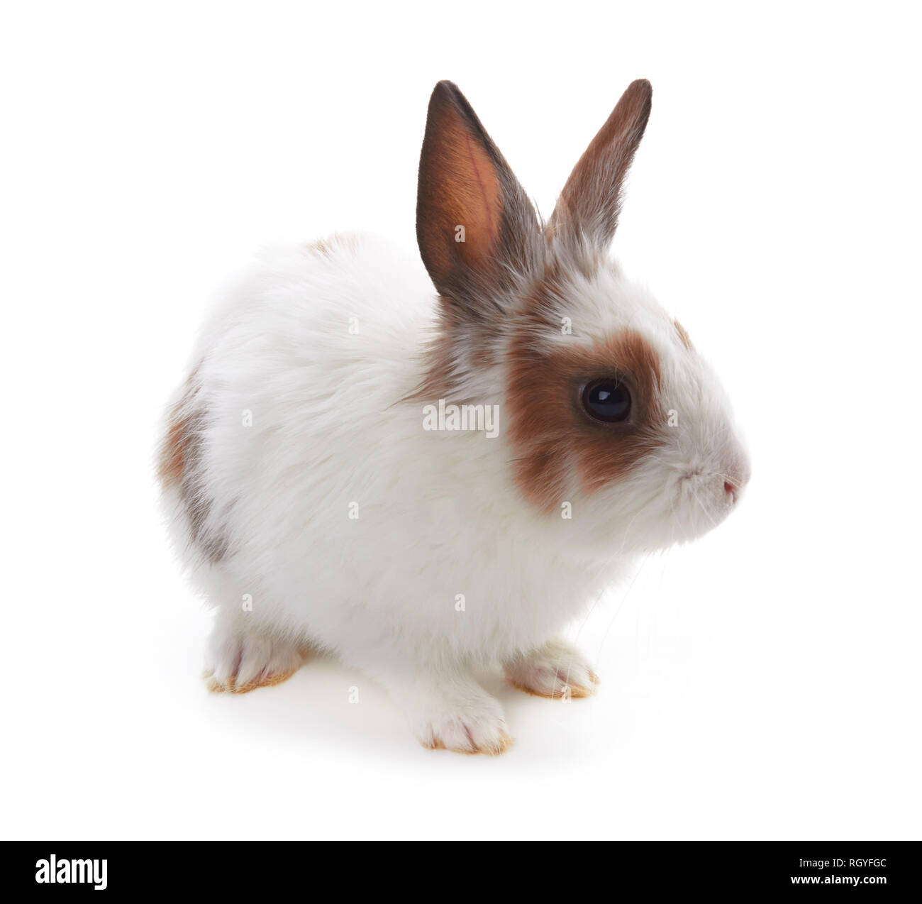 Little rabbit isolated on a white background Stock Photo - Alamy