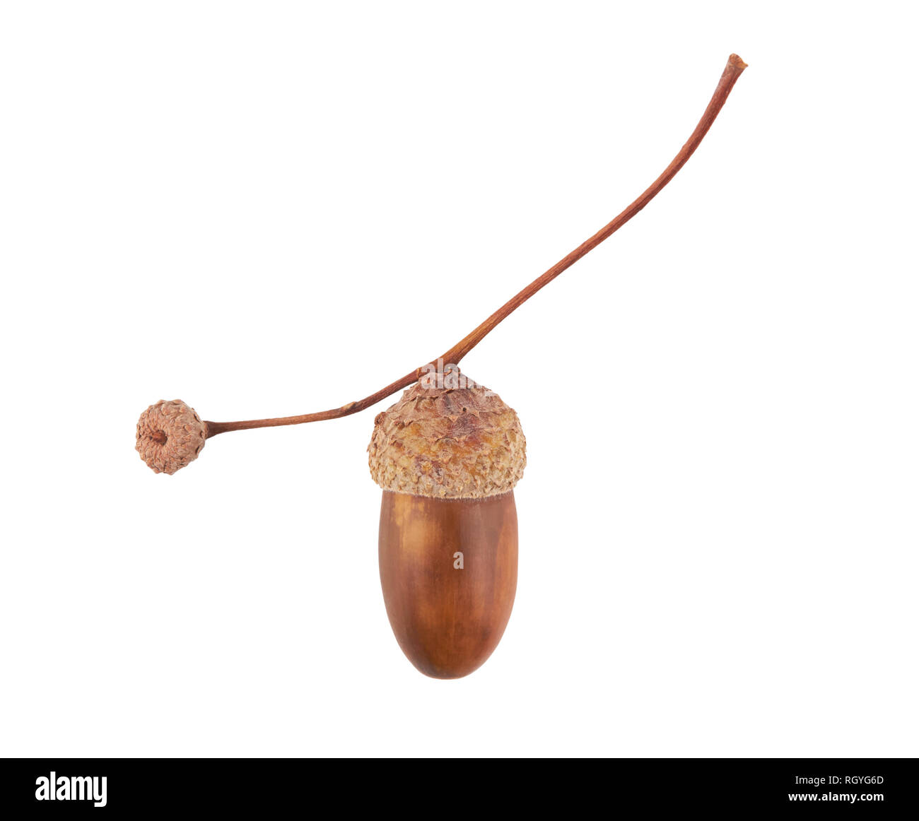 Dried acorn isolated on a white background Stock Photo - Alamy