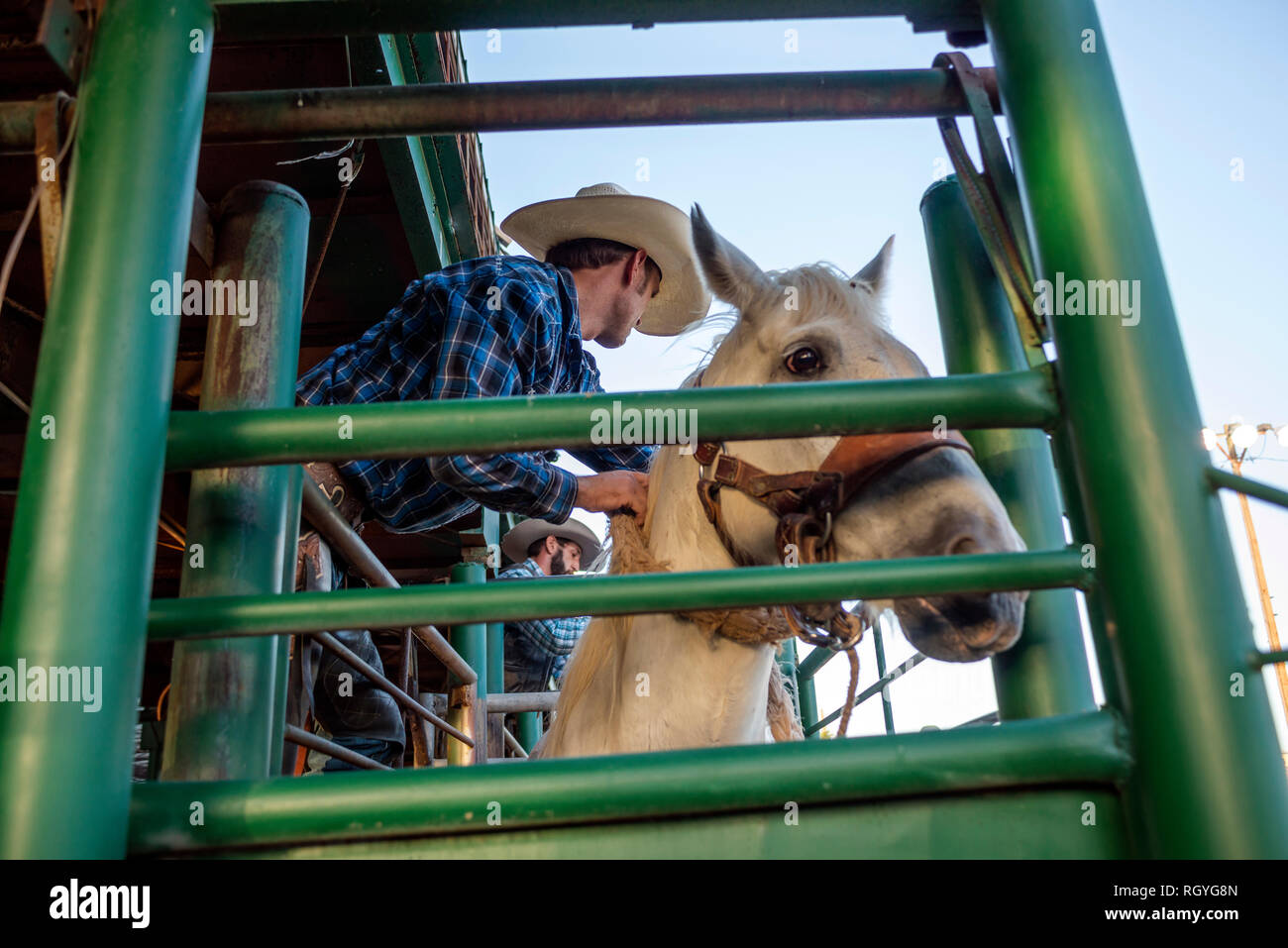 Texas rodeo cowboy Stock Photo - Alamy