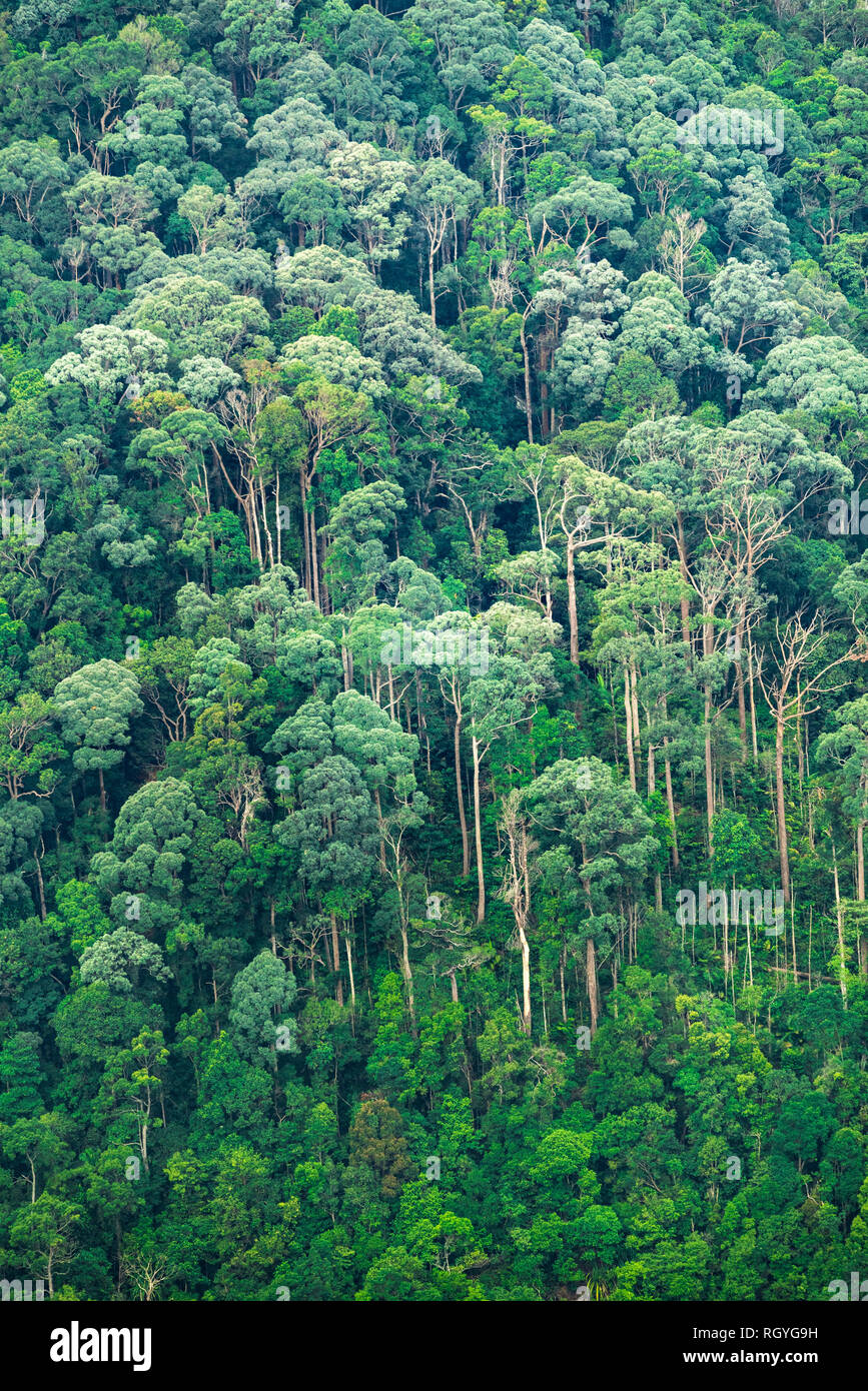 Temperate Rainforest Background