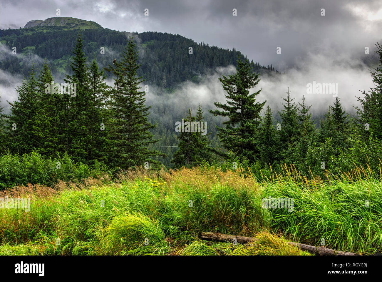 Rainforest Alaska Stock Photos & Rainforest Alaska Stock Images - Alamy