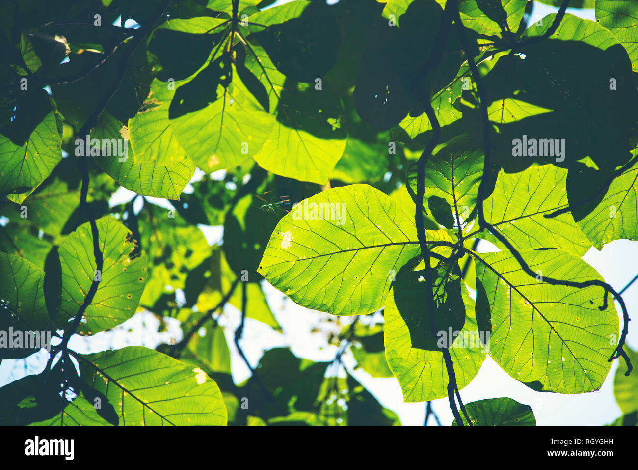 Green leaf, Rim Light Stock Photo - Alamy