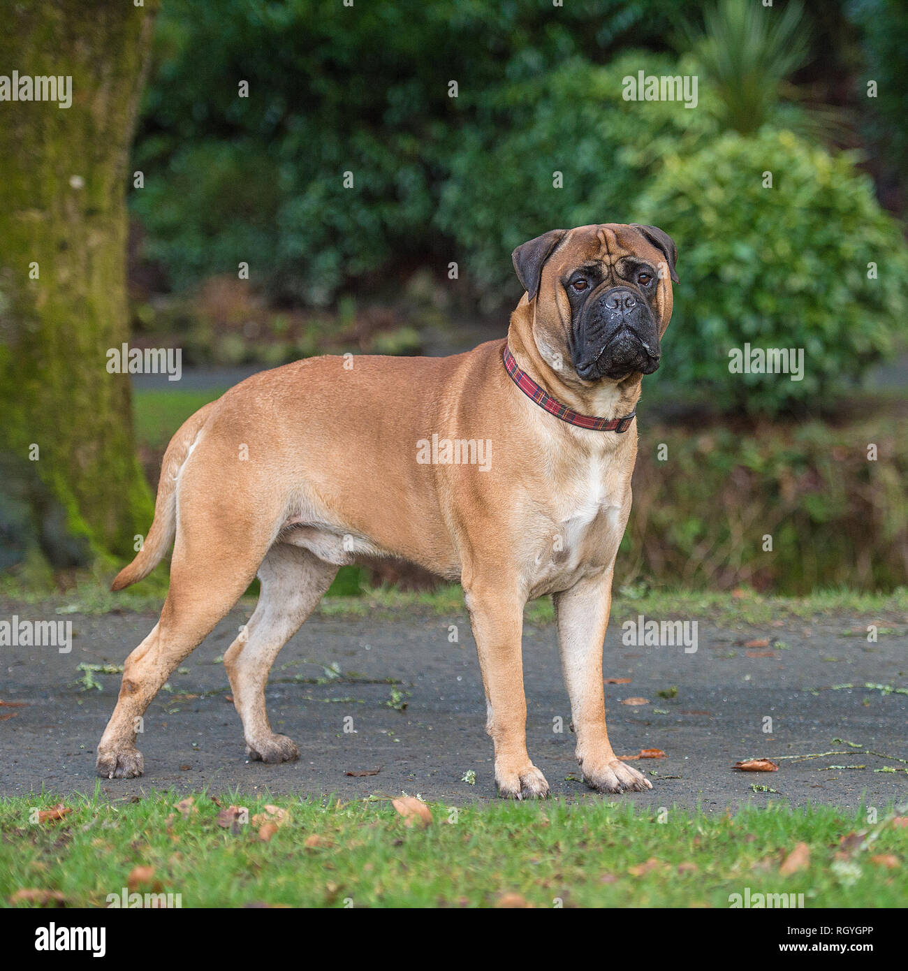 Bullmastiff hi-res stock photography and images - Alamy