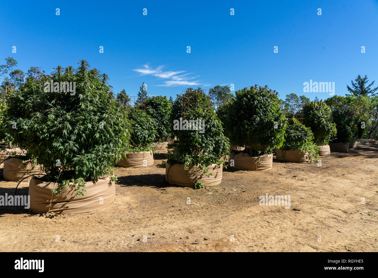 California marijuana farm hi-res stock photography and images - Alamy