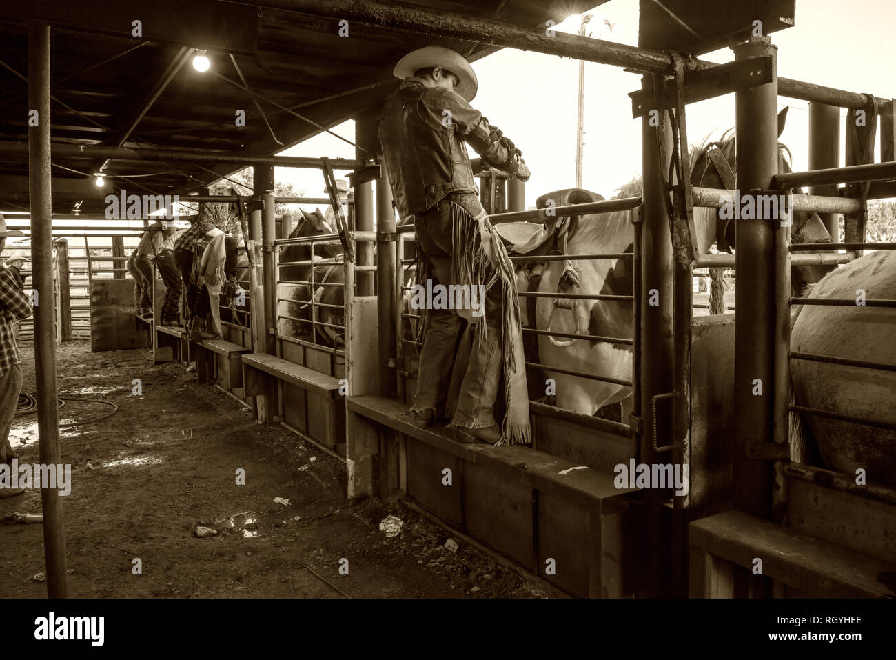 Texas rodeo cowboys Stock Photo - Alamy