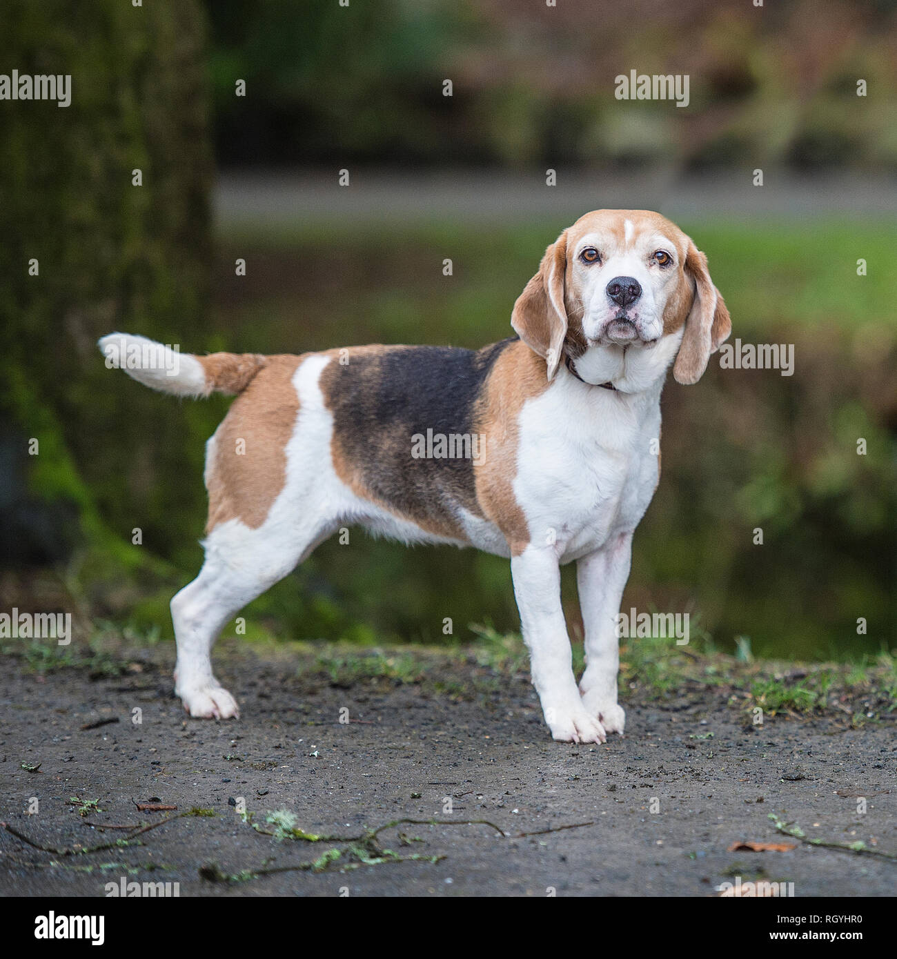 Beagle tracker dog hi-res stock photography and images - Alamy