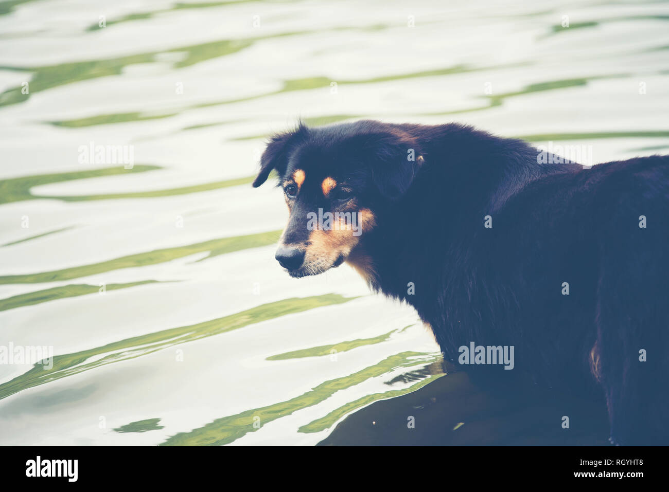 Dog in water Stock Photo - Alamy
