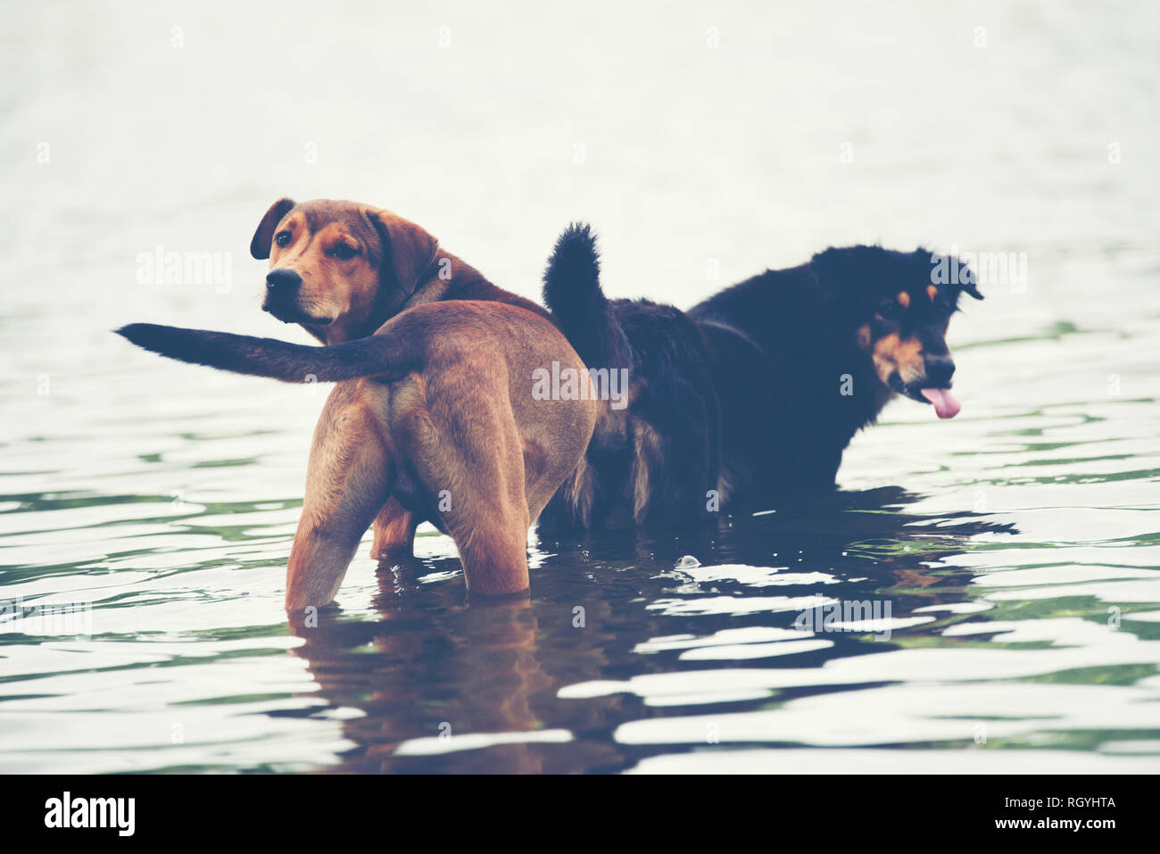 Dog in water Stock Photo - Alamy
