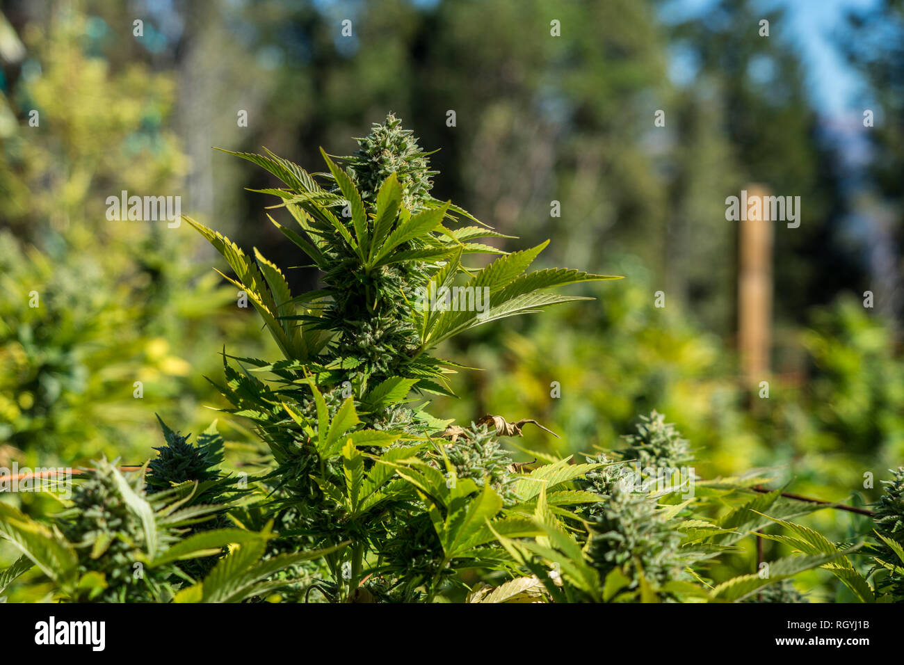 Cannabis farm in house hi-res stock photography and images - Alamy
