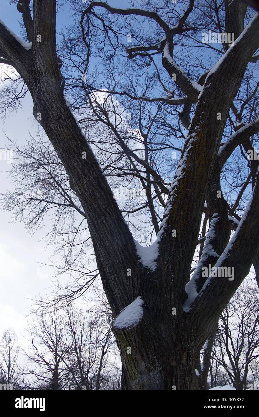Pretty oak tree hi-res stock photography and images - Alamy