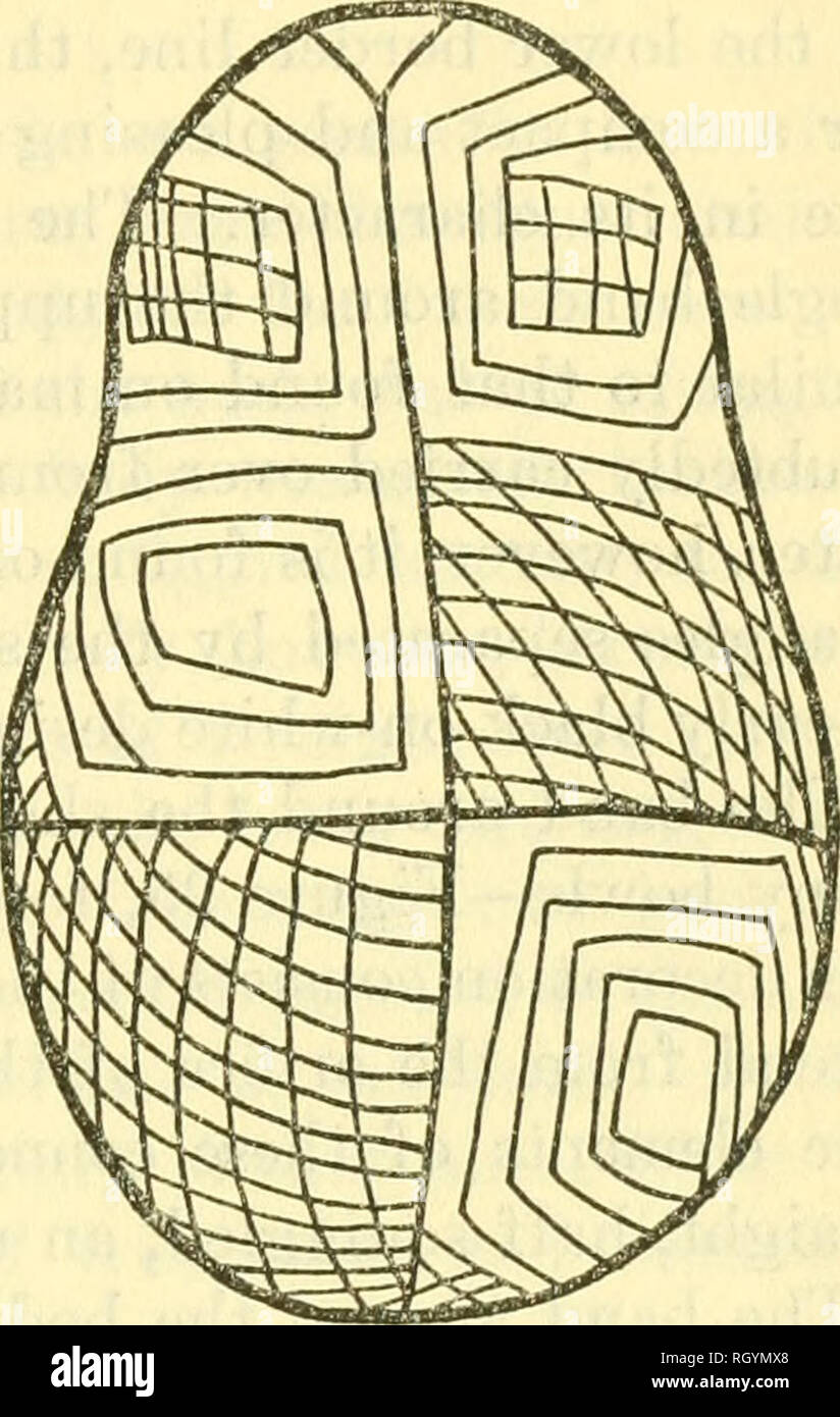 . Bulletin. Ethnology. a b FiGDEB 28.—Designs on ladles from the pit ...