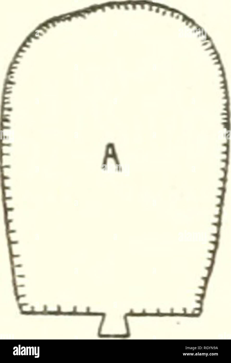 Sinew sewing hi-res stock photography and images - Alamy