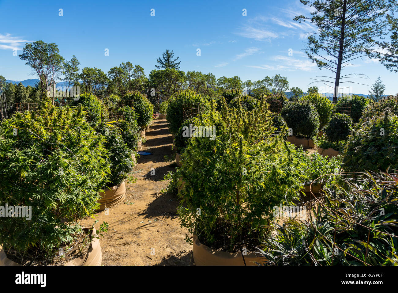 Cannabis or marijuana plantation growing outdoors under a ble sky in a ...