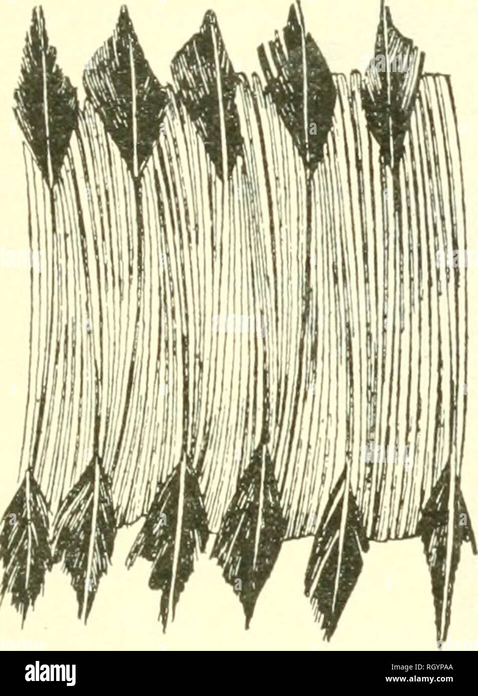 Yuki california hi-res stock photography and images - Alamy